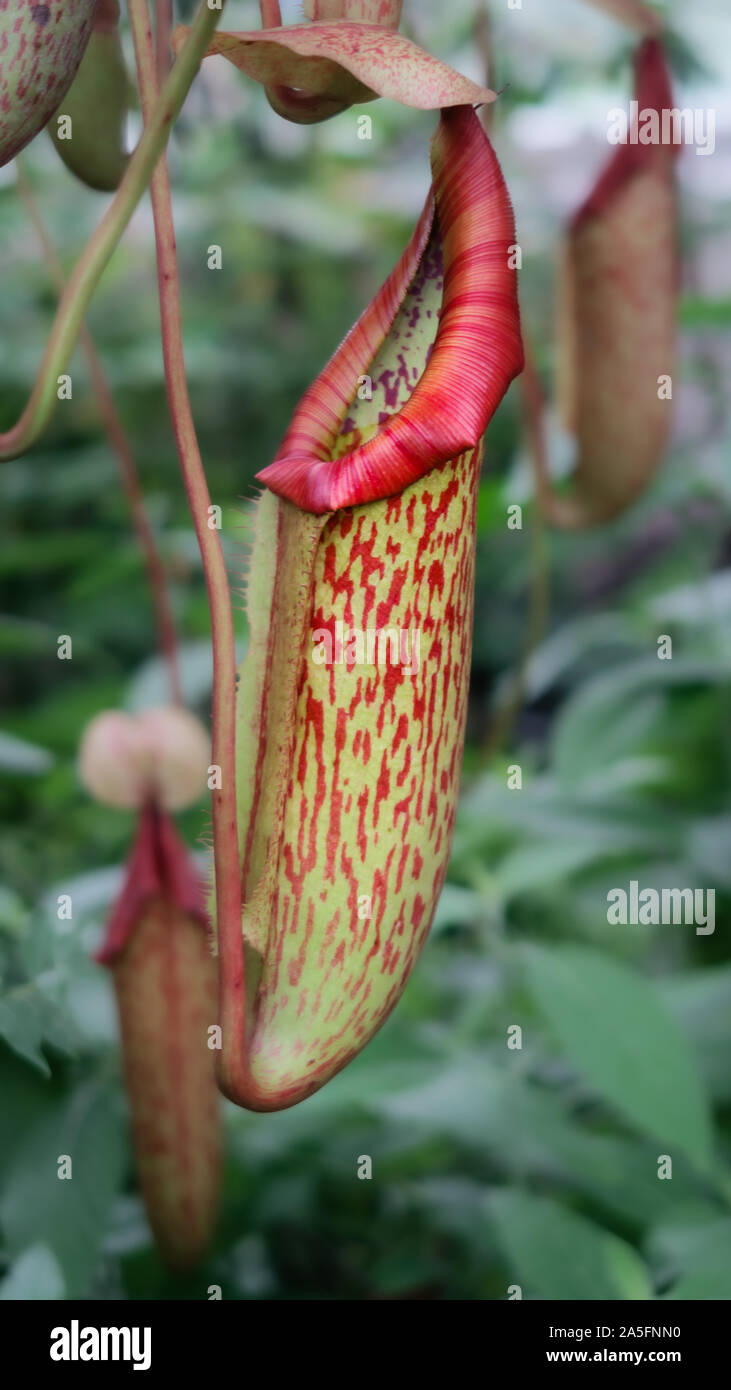 Nepenthes Mira growing in a botanical garden Stock Photo - Alamy