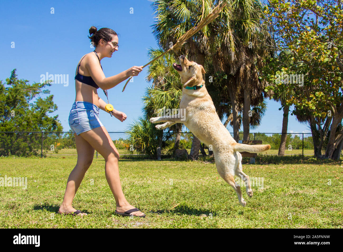 Woman playing with a Labrador retriever in the park, Fort de Soto ...