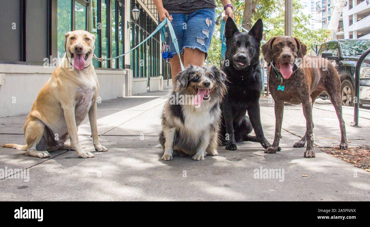 Taking the dogs for a walk hi-res stock photography and images - Alamy