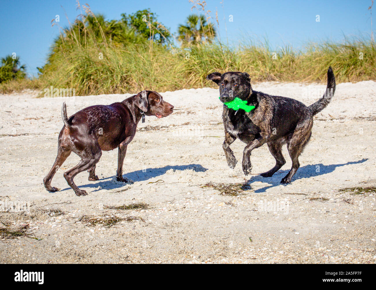Two dogs playing with a plastic toy on beach, Fort de Soto, Florida ...