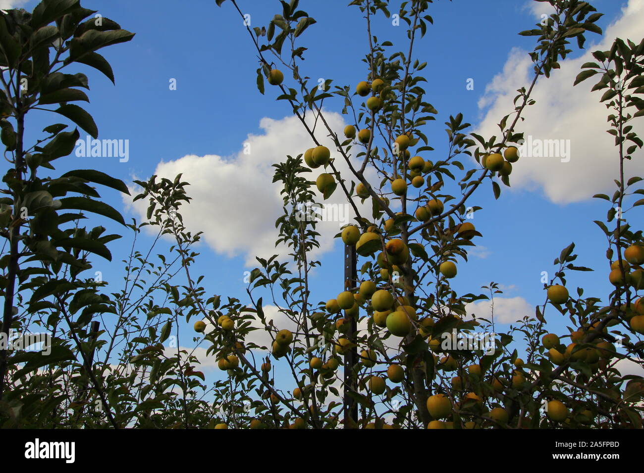 Apple Orchard, Ohio Stock Photo - Alamy