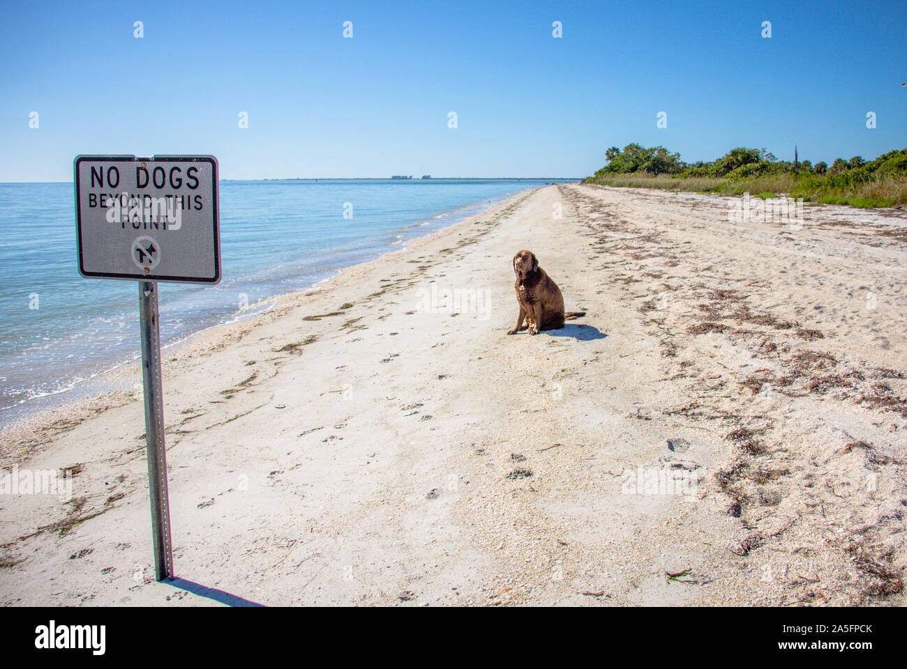 Chocolate Labrador sitting on beach next to a no dogs beyond this point ...
