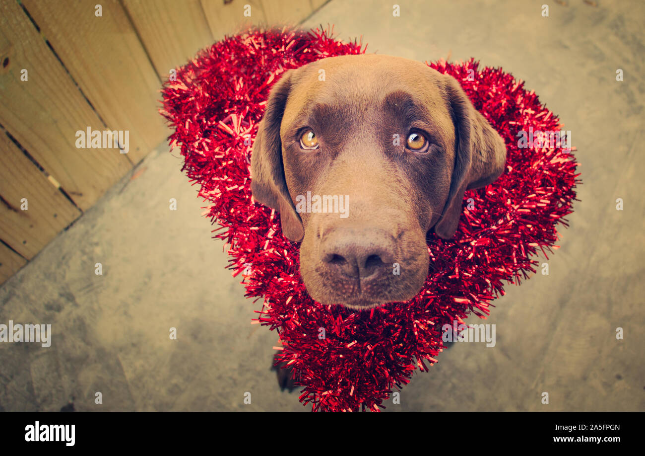 Chocolate Labrador with heart around its neck Stock Photo - Alamy