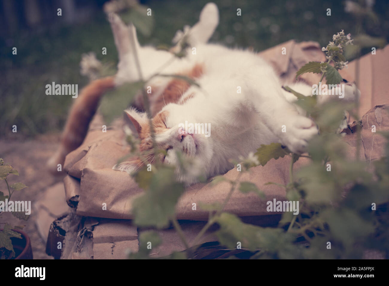 Young catnip plant hi-res stock photography and images - Alamy