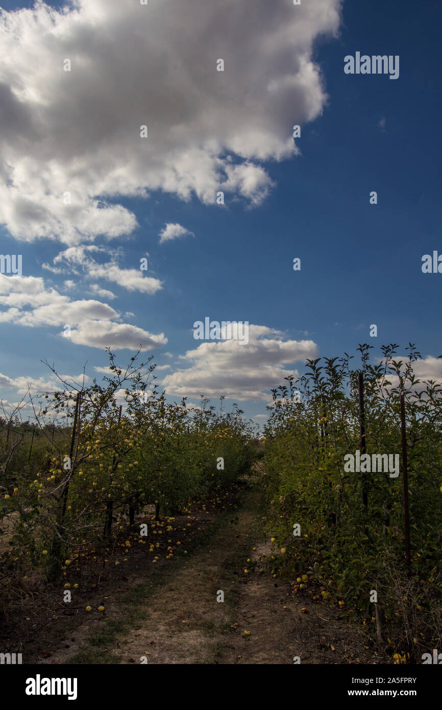 Apple Orchard, Ohio Stock Photo - Alamy