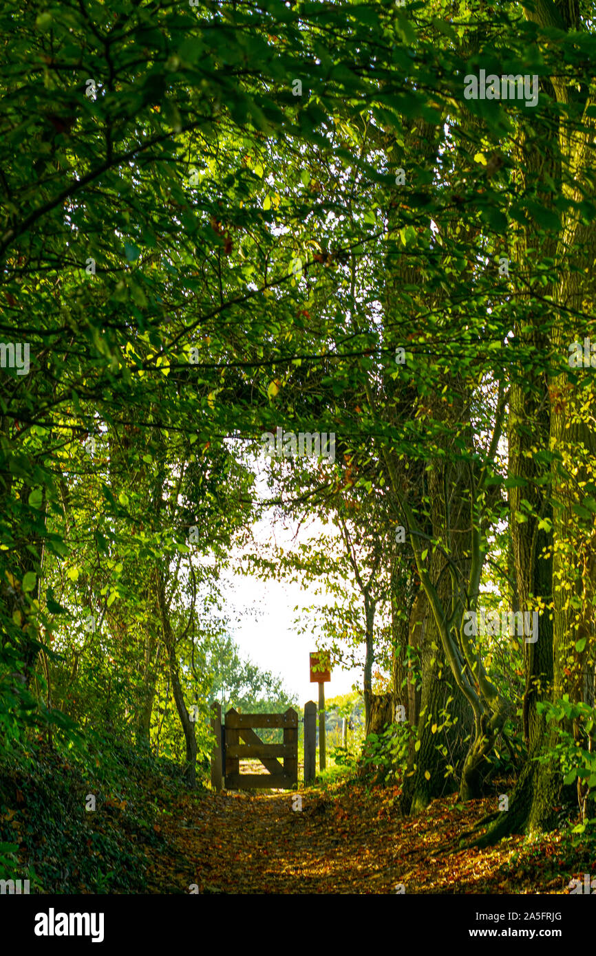 Mysterious gate at the end of forest in the beautiful morning light ...