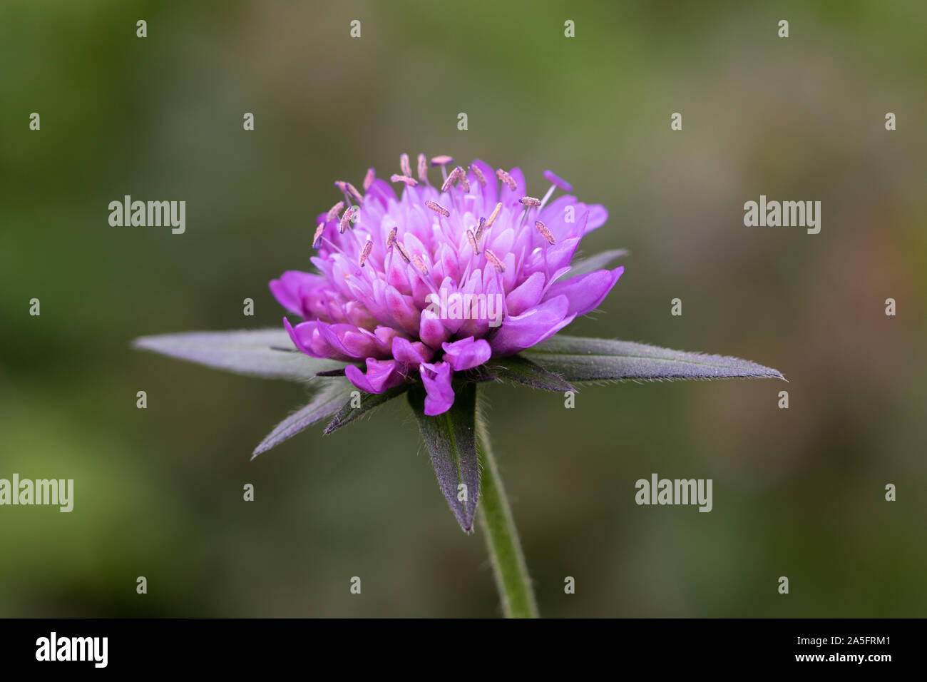 Field Scabious (Knautia arvensis) flower Stock Photo - Alamy