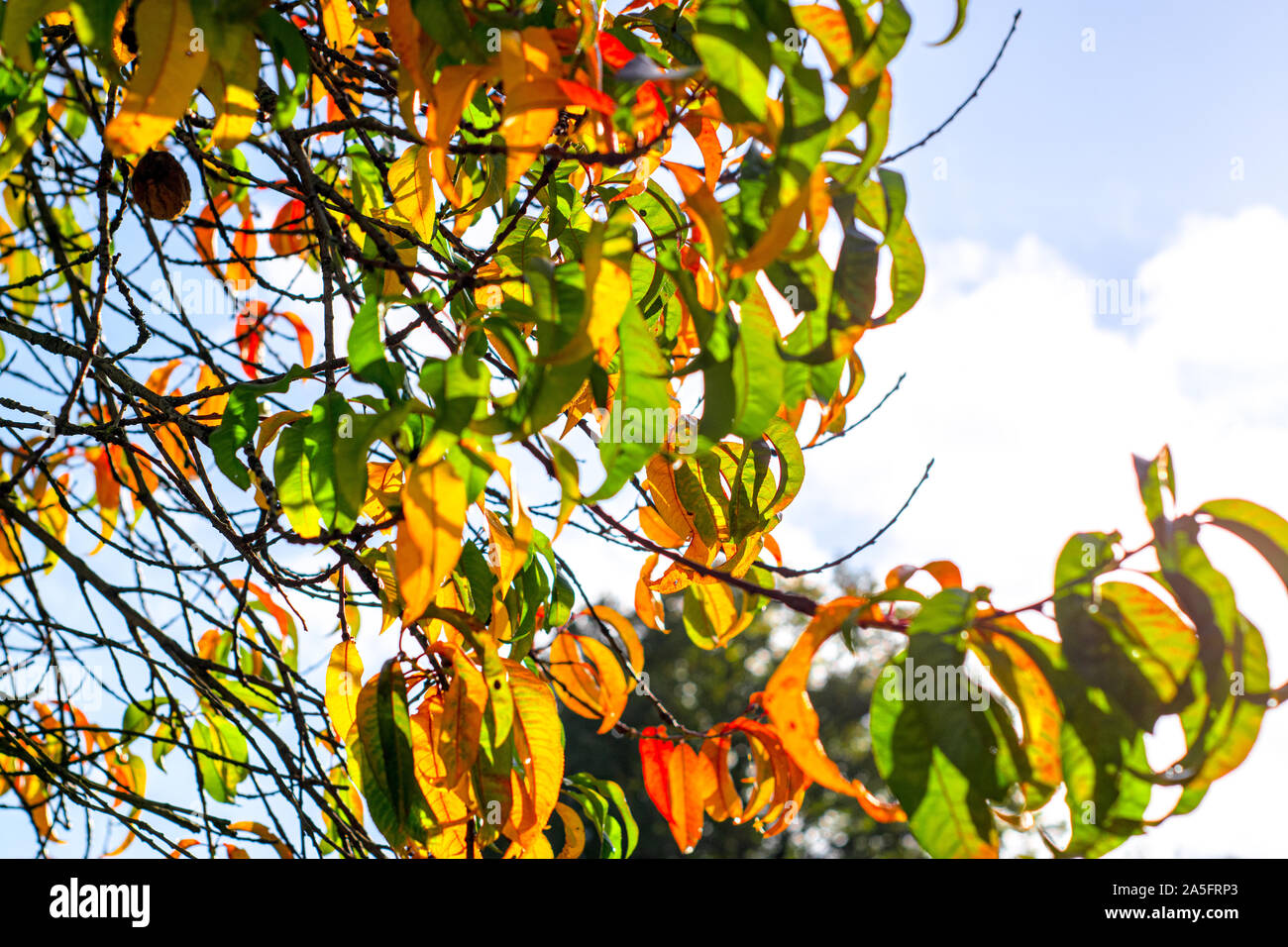 Wallpapper pattern hi-res stock photography and images - Alamy