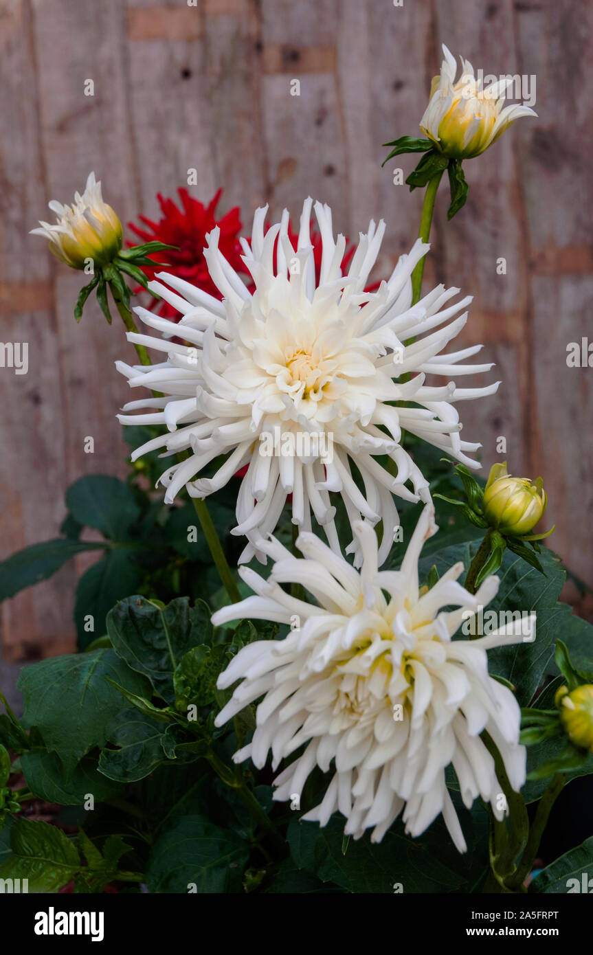 Group of white Playa Blanca cactus dahlia flowers Tuberous plants that ...
