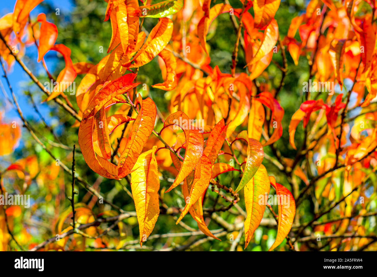 Golden peach color hi-res stock photography and images - Alamy