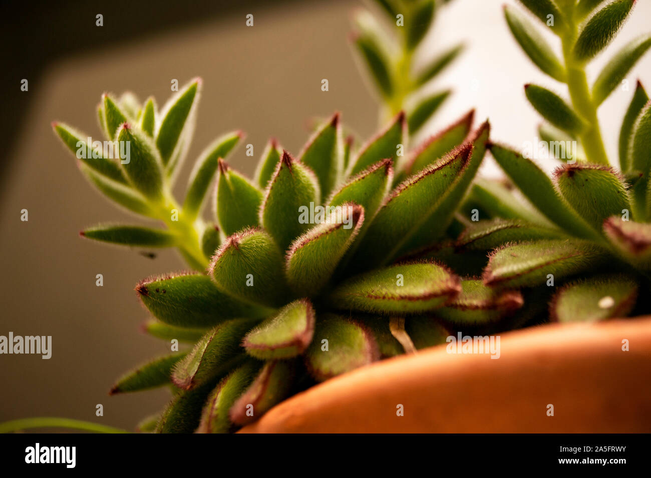 Echeveria harmsii (also called Plush Plant) from my garden. Shot with a ...