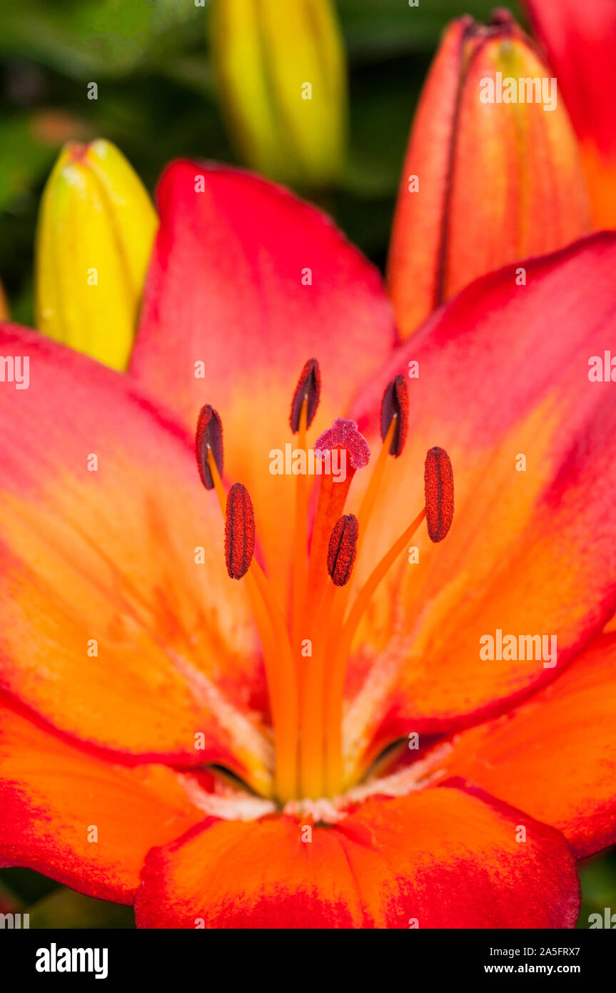 Bright orange Asiatic lily showing Stigma and Stamen in close up A 1a ...