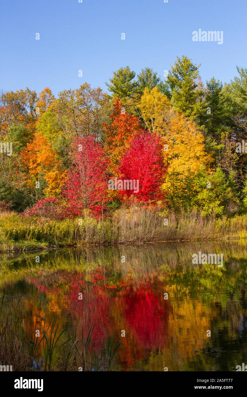 Beautiful fall colours Stock Photo - Alamy