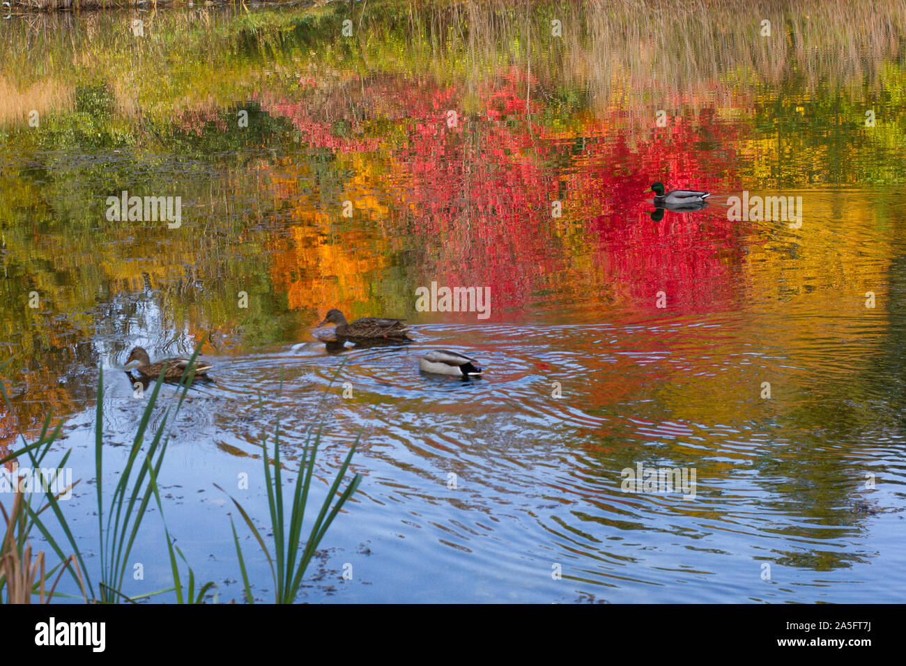 Ducks fall frolic Stock Photo - Alamy