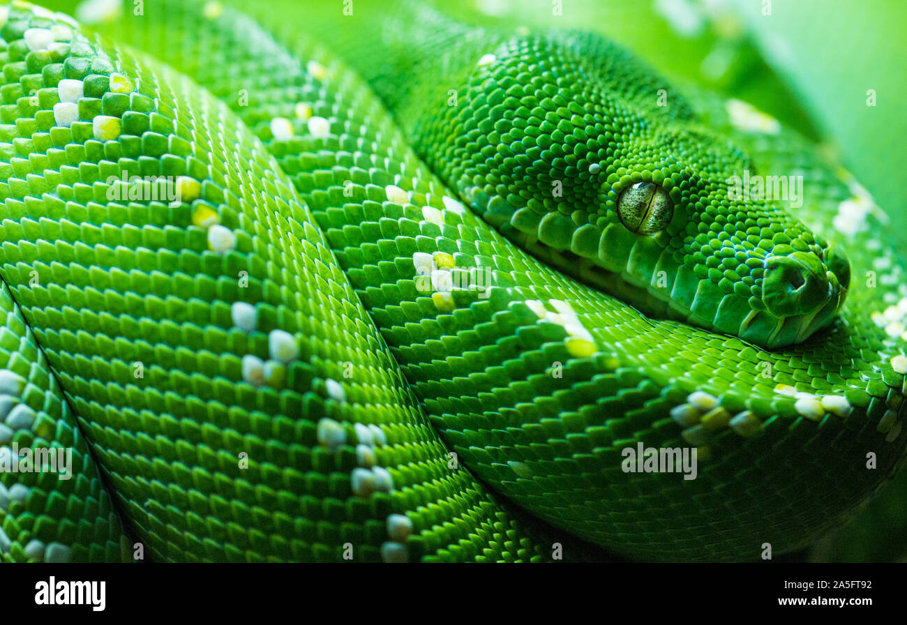 Reptile kingdom hi-res stock photography and images - Alamy