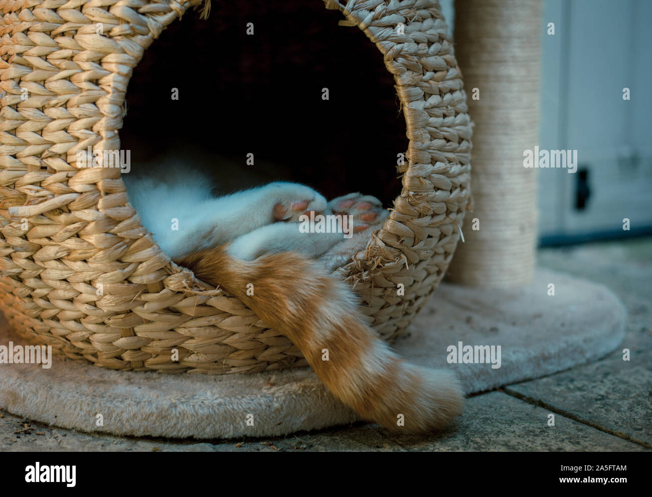 ginger tabby cat sleeping outside in a wicker pod Stock Photo - Alamy