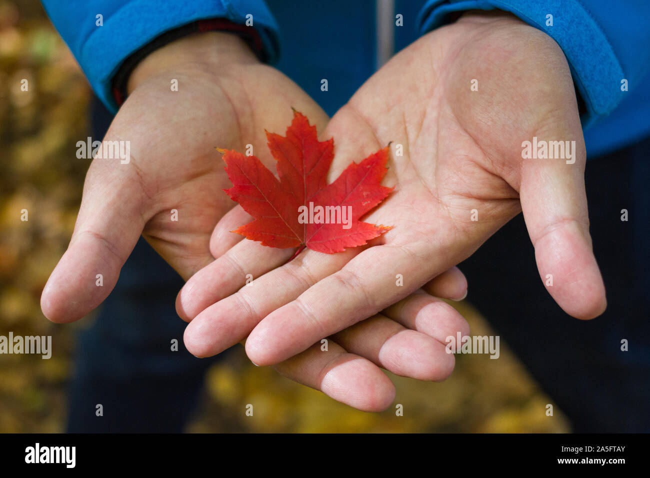 Hands autumn leaf hi-res stock photography and images - Alamy