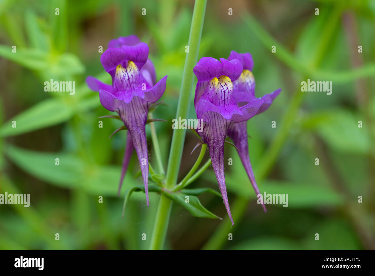 Three Birds Toadflax (Linaria triornithophora) flowers Stock Photo - Alamy
