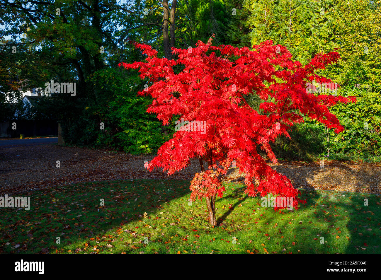 English Maple Tree Stock Photos & English Maple Tree Stock Images - Alamy