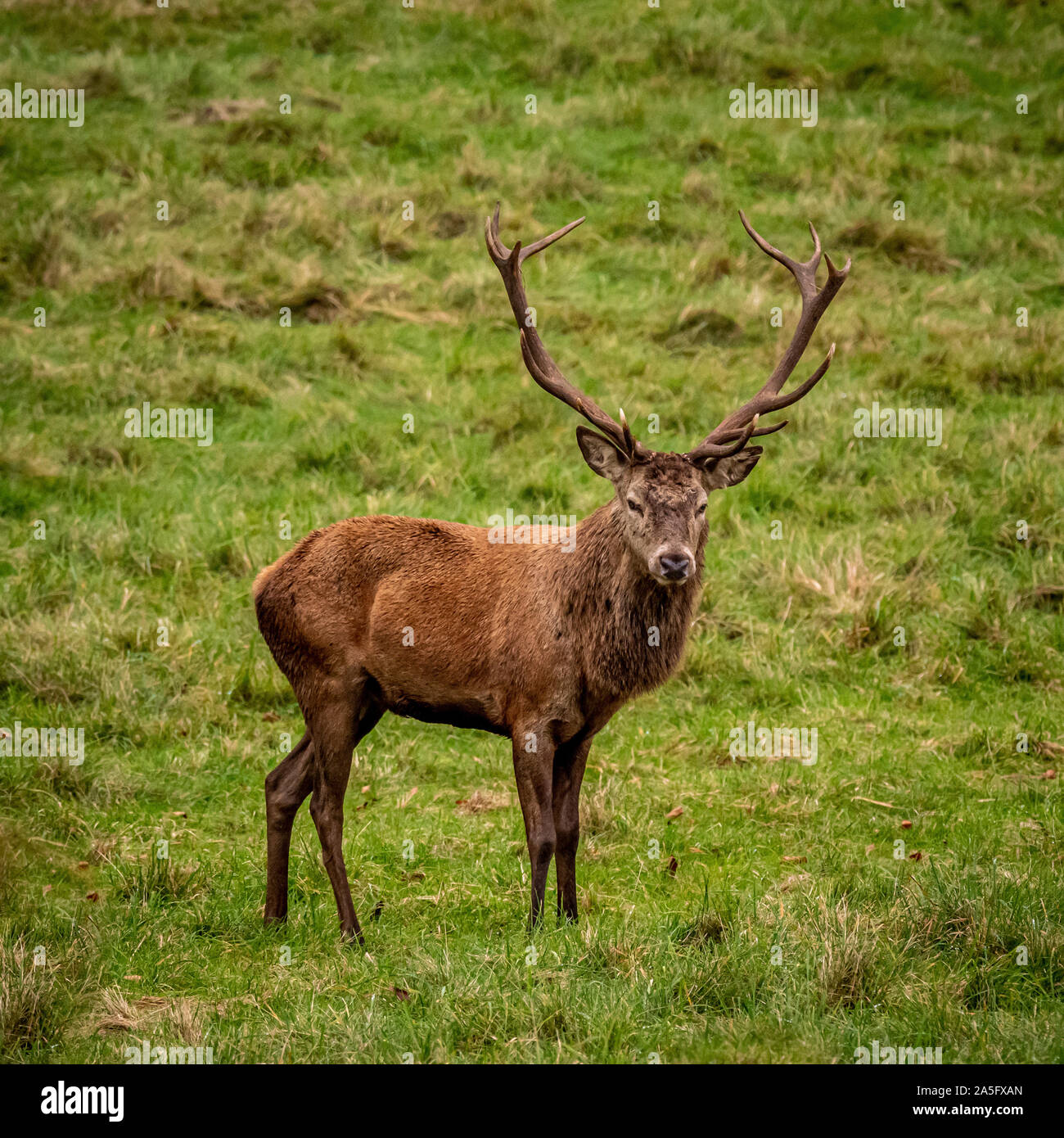 Red Deer Stag, Studley Royal Park, North Yorkshire, UK Stock Photo - Alamy