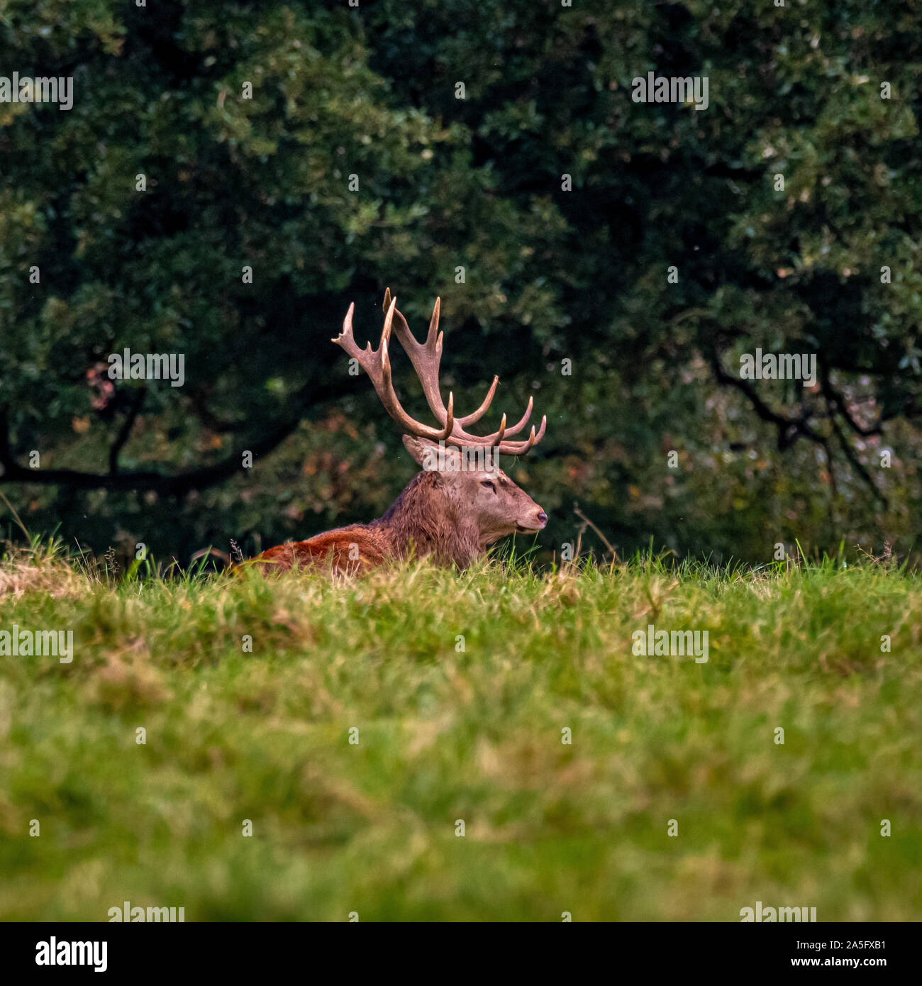 Side view red deer stag hi-res stock photography and images - Alamy