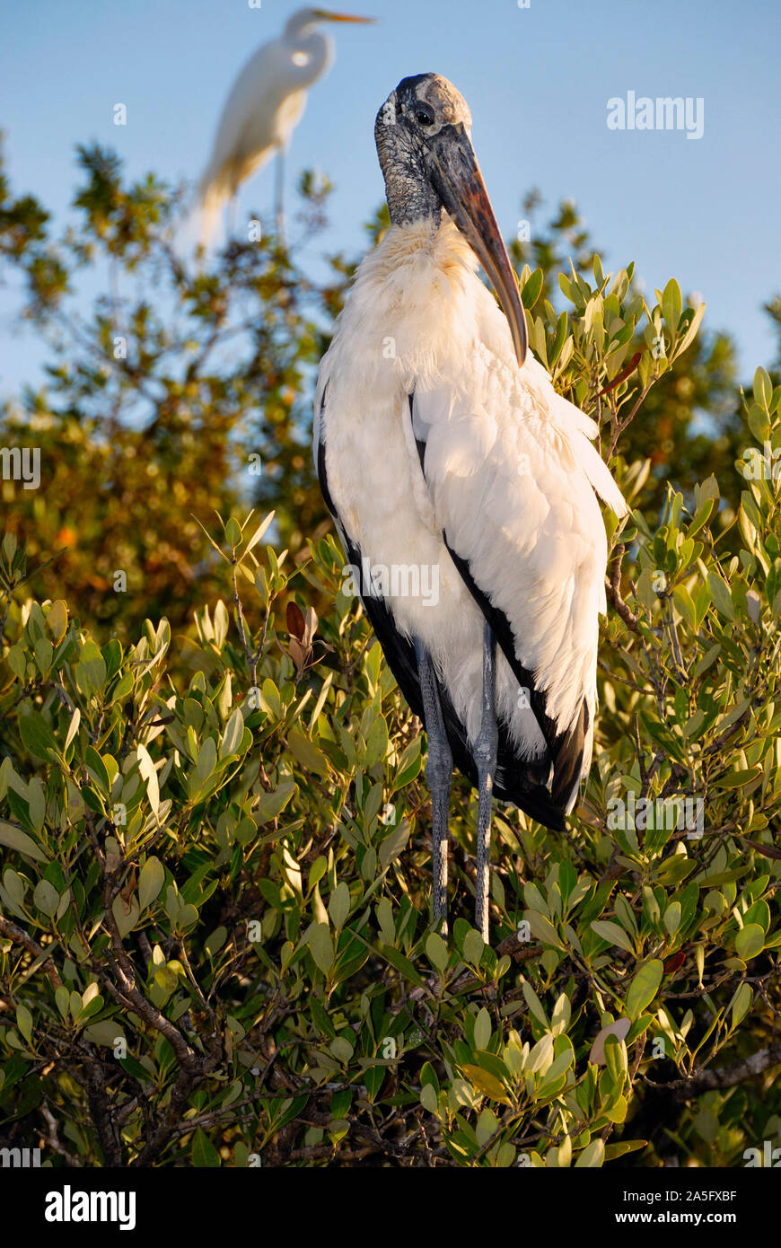 Florida bird: Wood Stork with black and white wings Stock Photo - Alamy