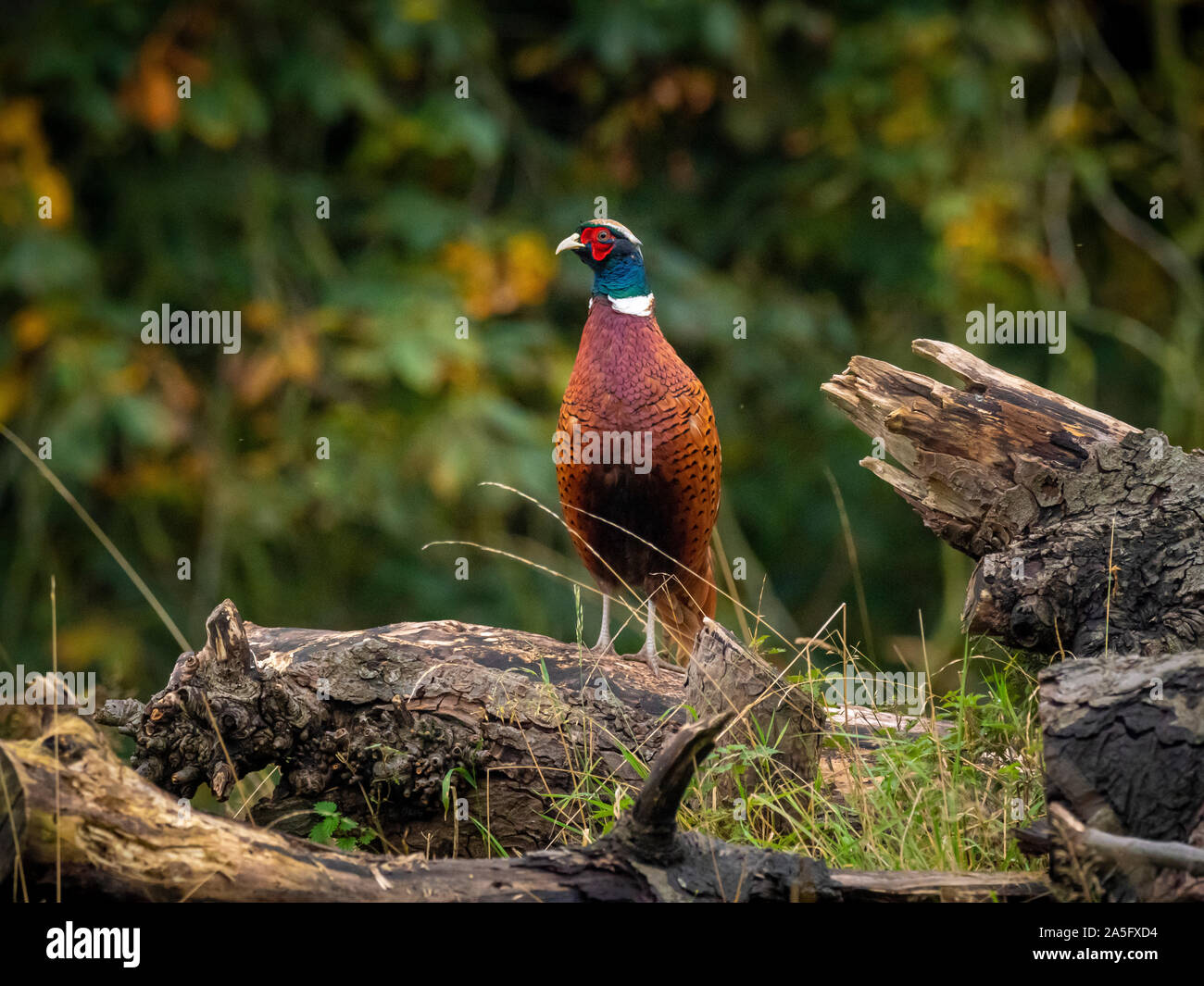 Pheasant in woodland Stock Photo - Alamy