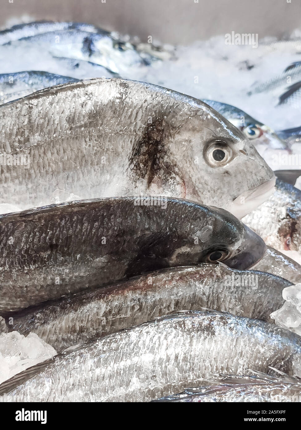 Silver Sea Bream High Resolution Stock Photography and Images - Alamy