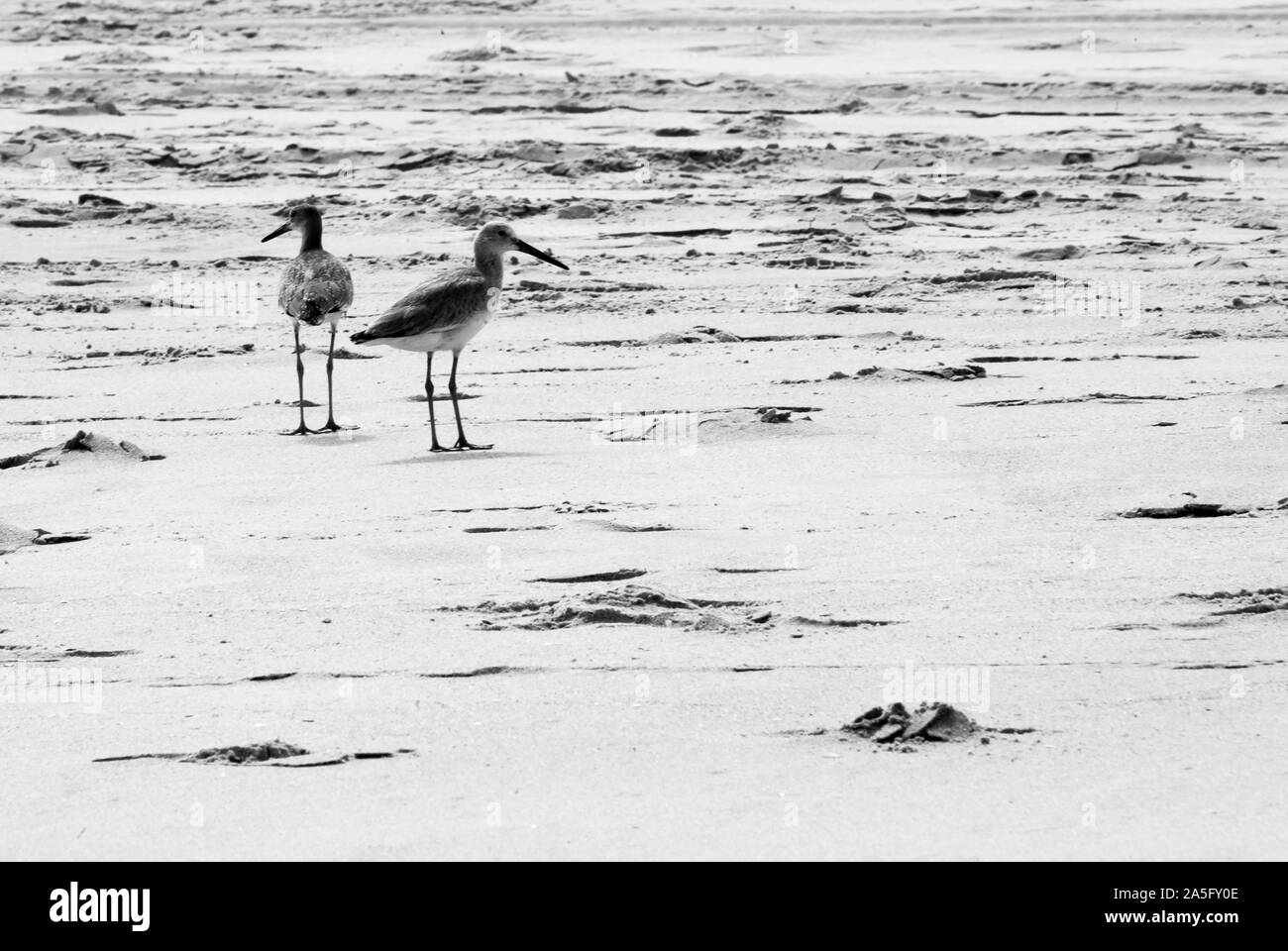 Drone view tropical beach Black and White Stock Photos & Images - Alamy