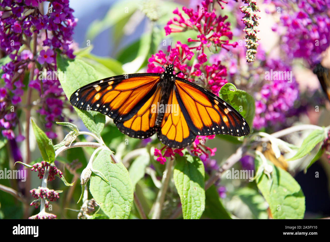 Monarch butterly hi-res stock photography and images - Alamy