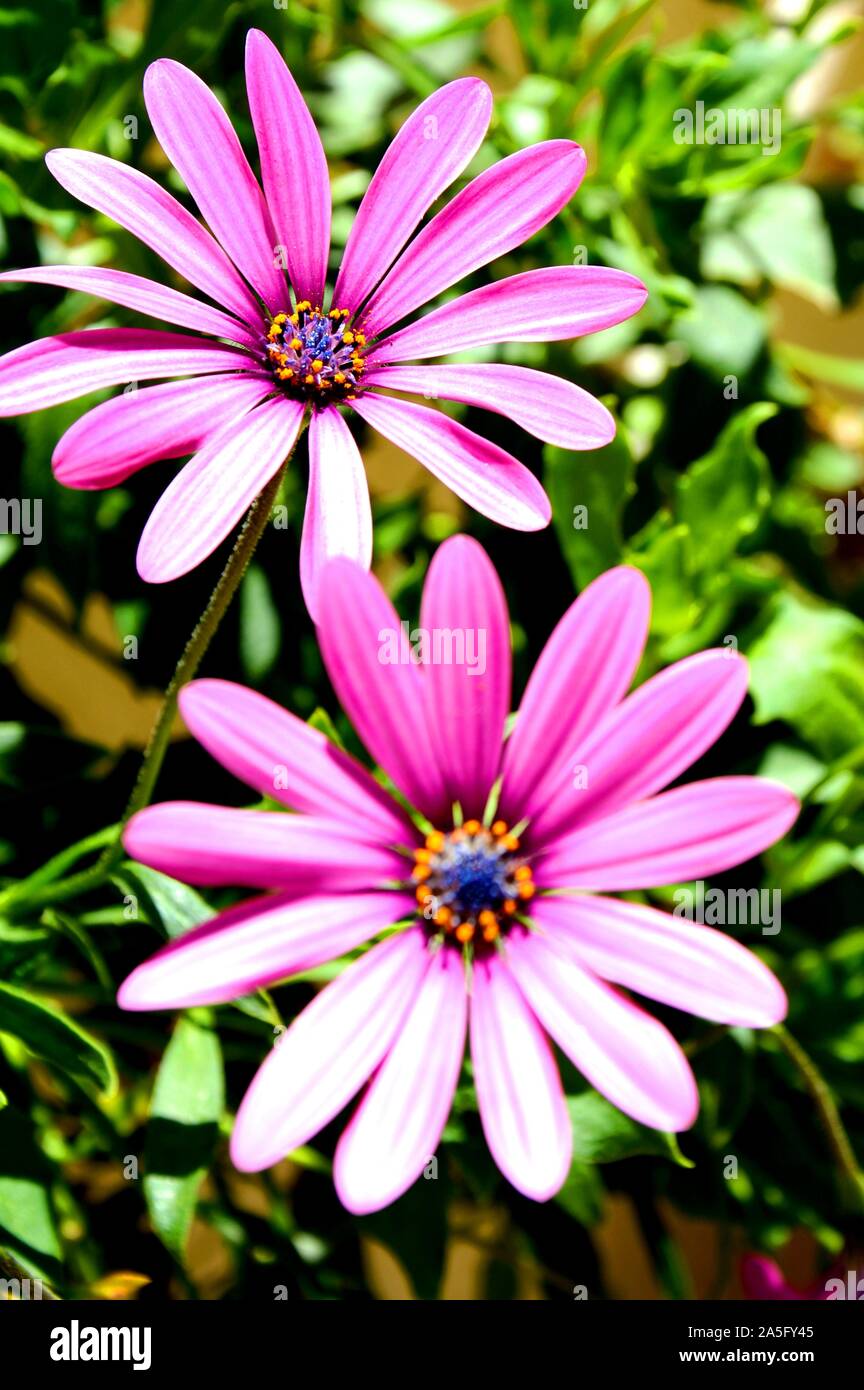 purple flowers in a garden Stock Photo - Alamy