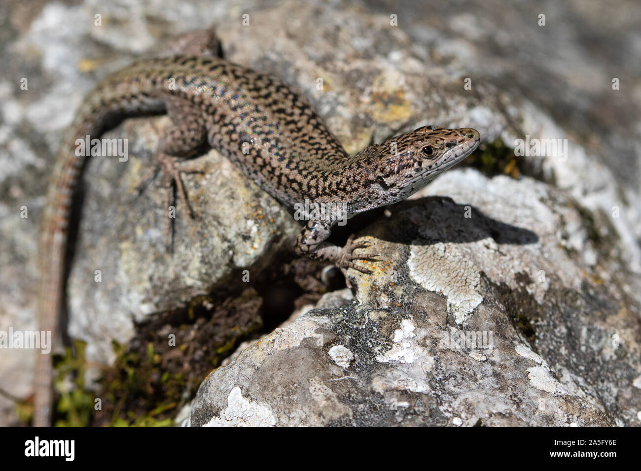 Lacertid hi-res stock photography and images - Alamy