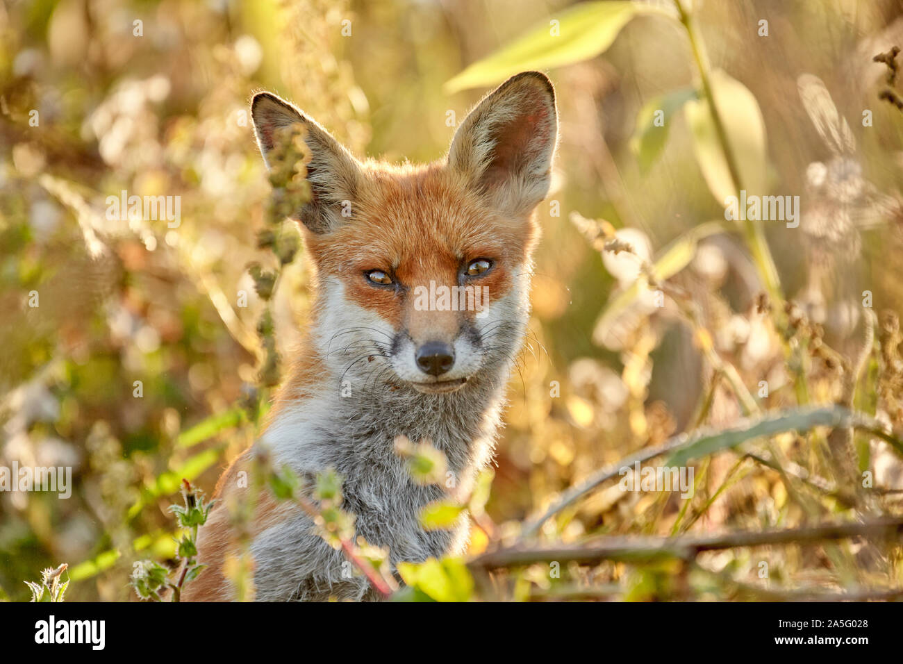 Urban Fox in an allotment area, North London, United Kingdom Stock ...