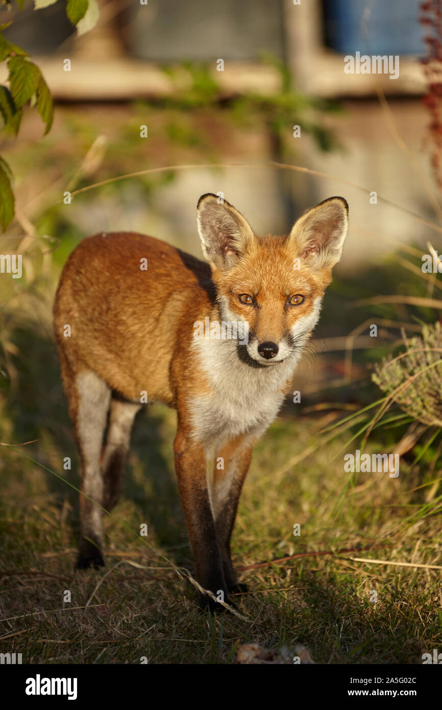 Urban Fox in an allotment area, North London, United Kingdom Stock ...