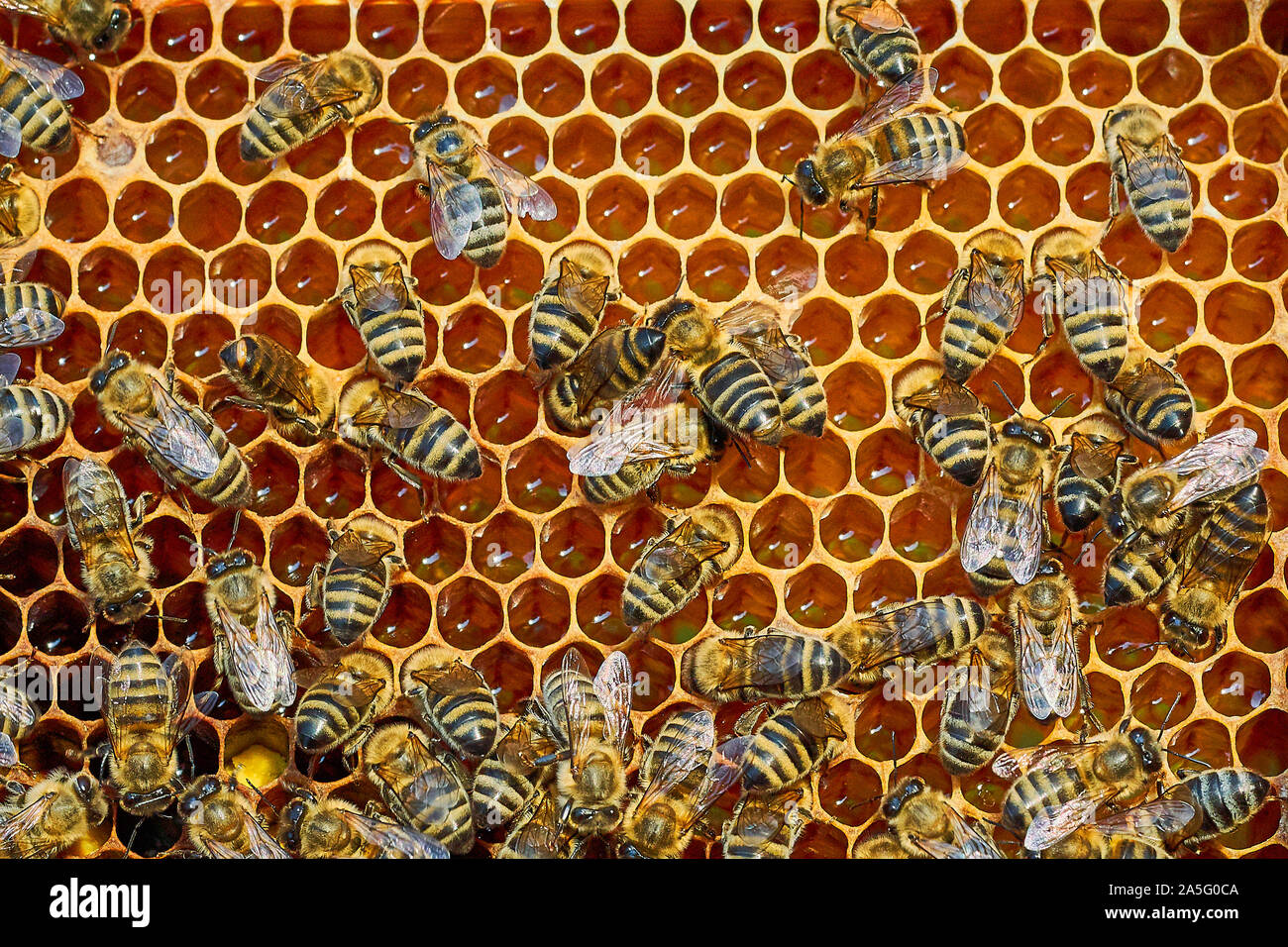 Close up view of the working bees on the honeycomb with sweet honey ...