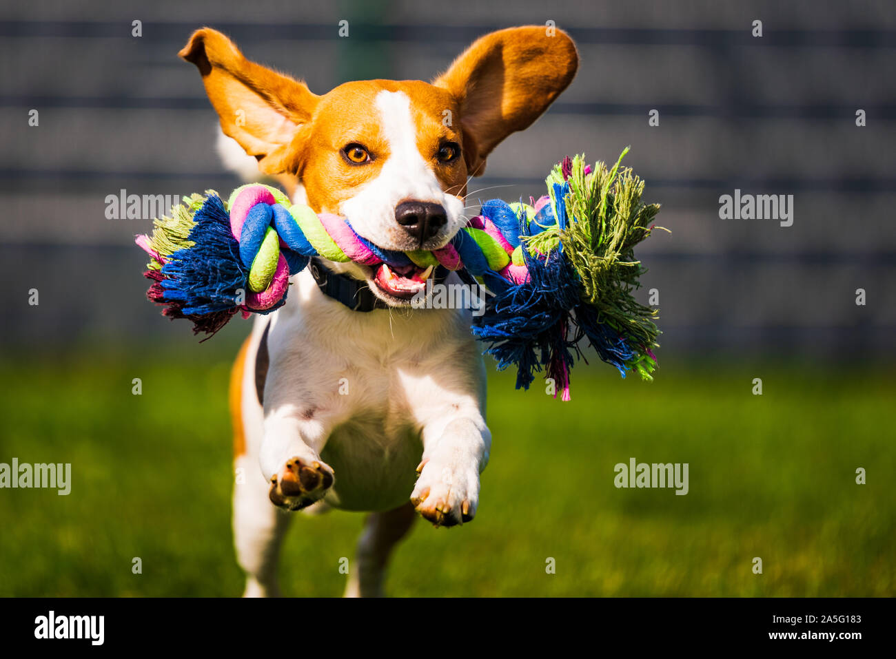 Why Is My Puppy Running Around Like Crazy