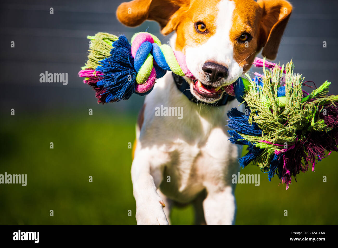 Crazy pets hi-res stock photography and images - Alamy