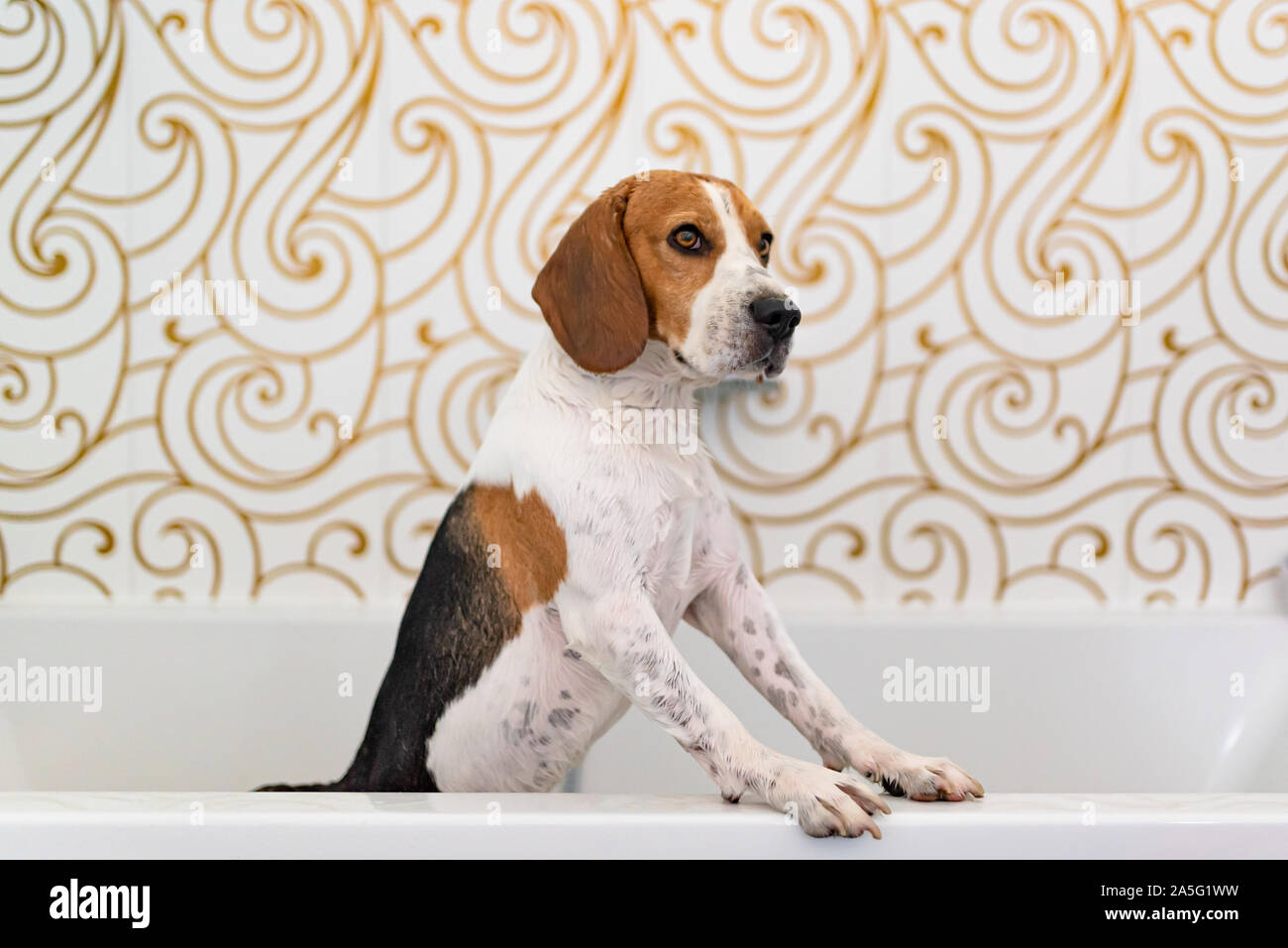 How Often Do Beagles Need A Bath