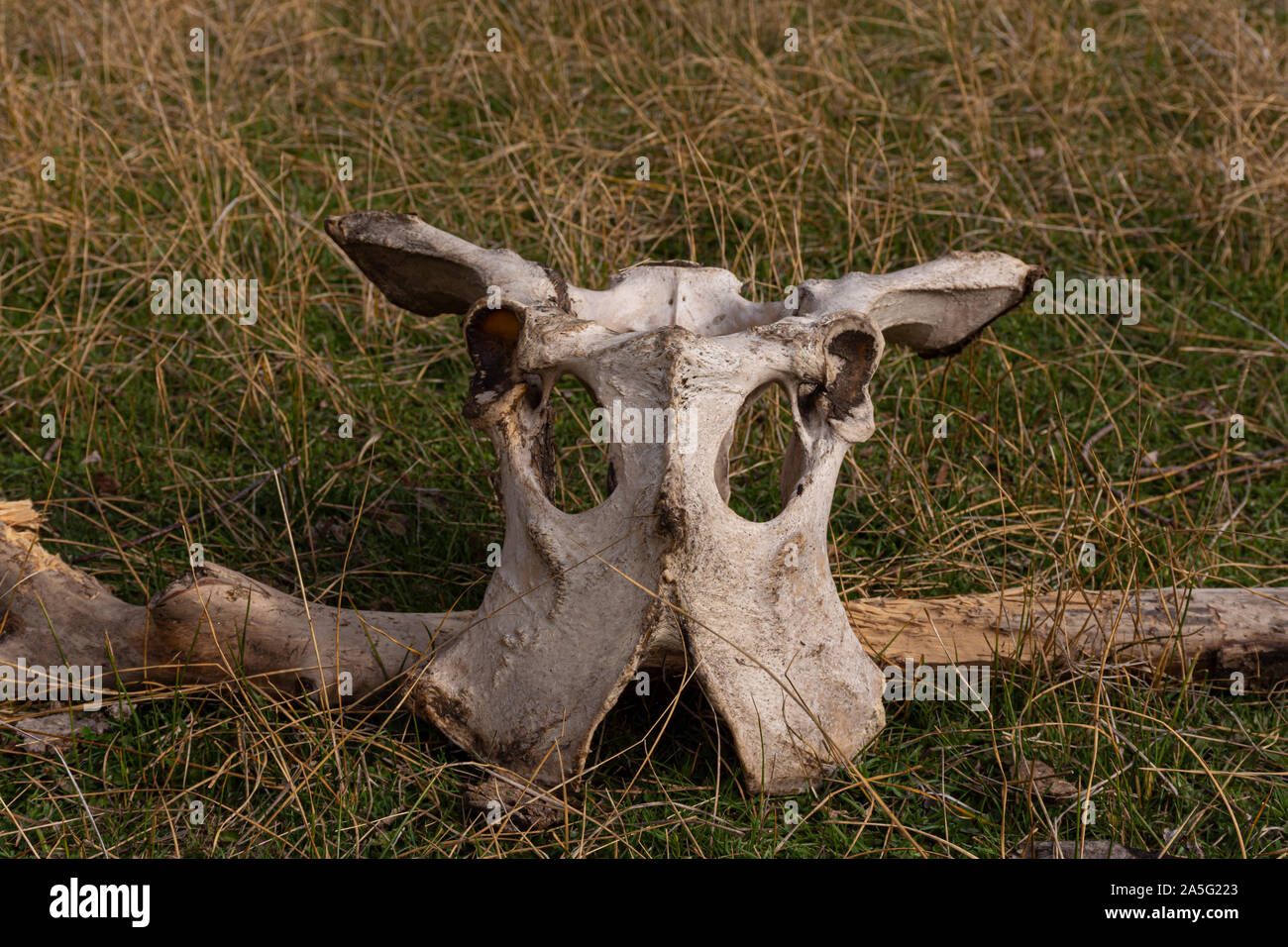 Cow Skeleton High Resolution Stock Photography and Images - Alamy