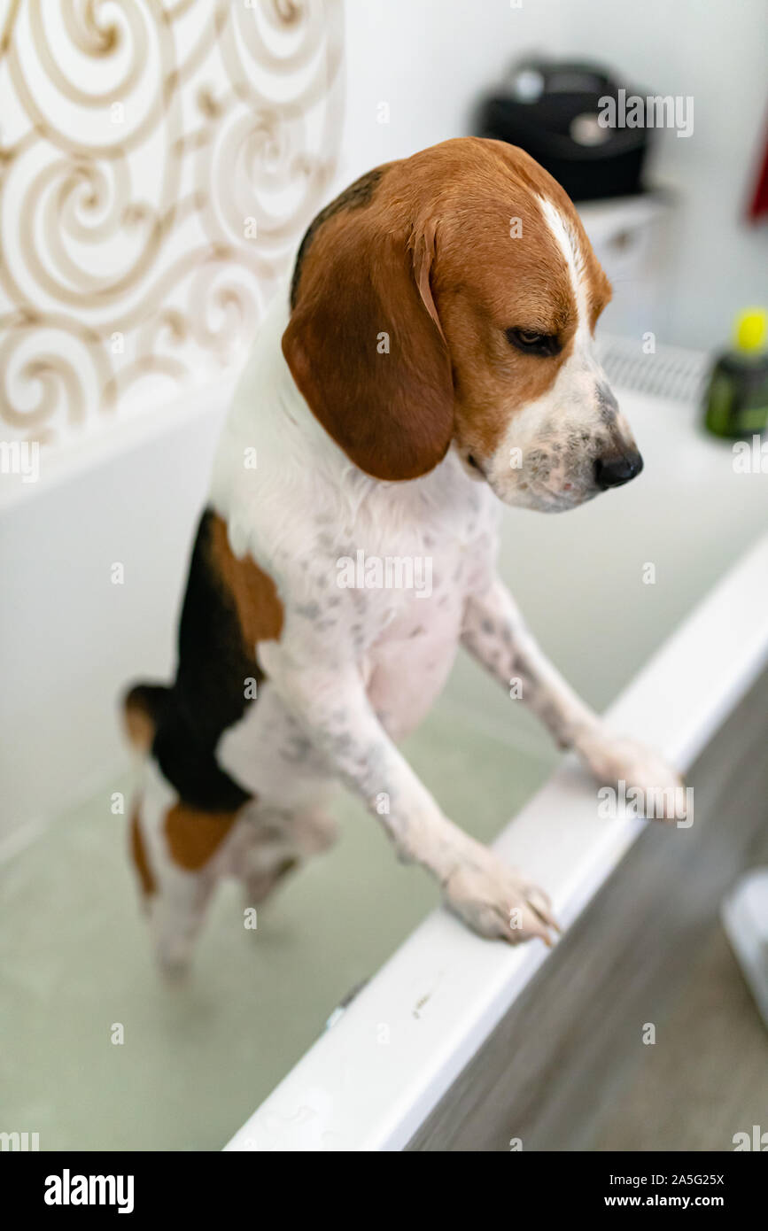 Nervous beagle dog in bathtub taking shower. Dog not liking water baths ...