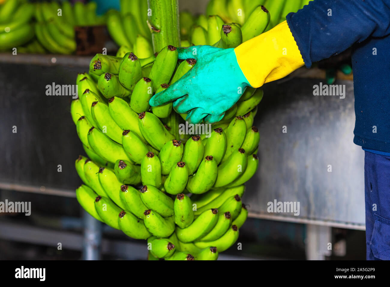 Operator cutting bunches of bananas at a packaging plant Stock Photo ...