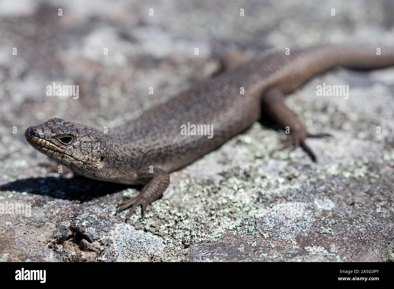 Rock skink hi-res stock photography and images - Alamy