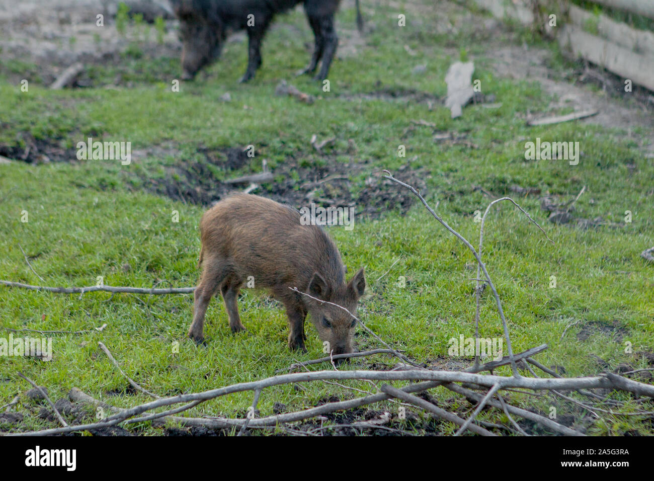 Family Group of Wart Hogs Grazing Eating Grass Food Together Stock ...