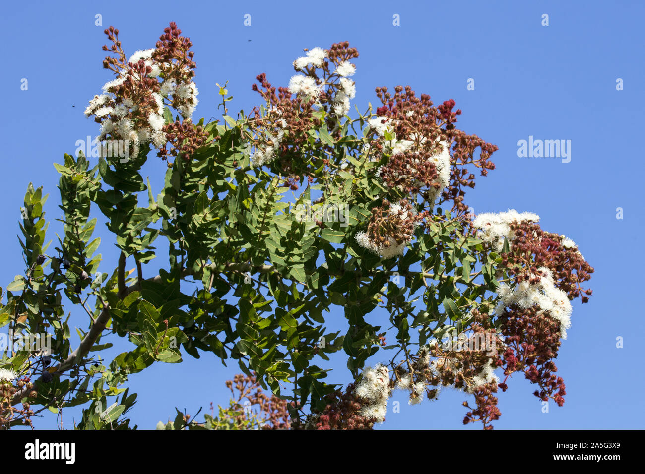 Dwarf gum tree hi-res stock photography and images - Alamy