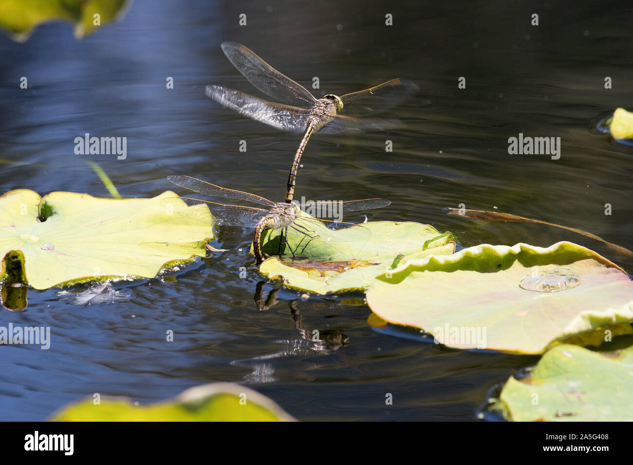 Australian Dragonflies mating and depositing eggs beneath water lilies ...