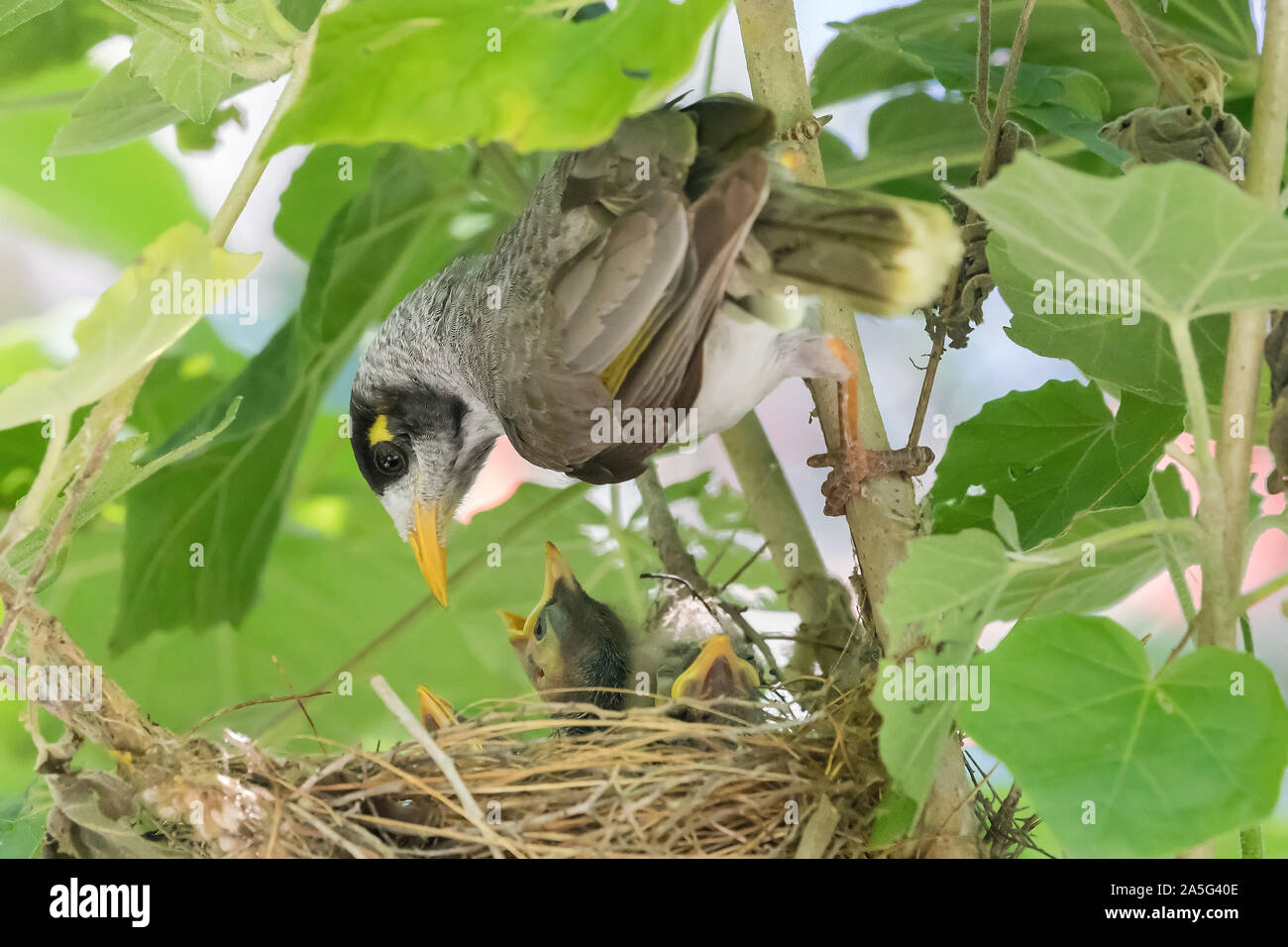 Australian Noisy Miner Bird feeding chicks Stock Photo - Alamy