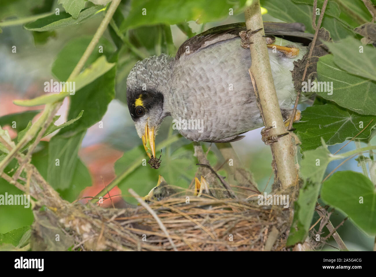 Miner bird nest hi-res stock photography and images - Alamy