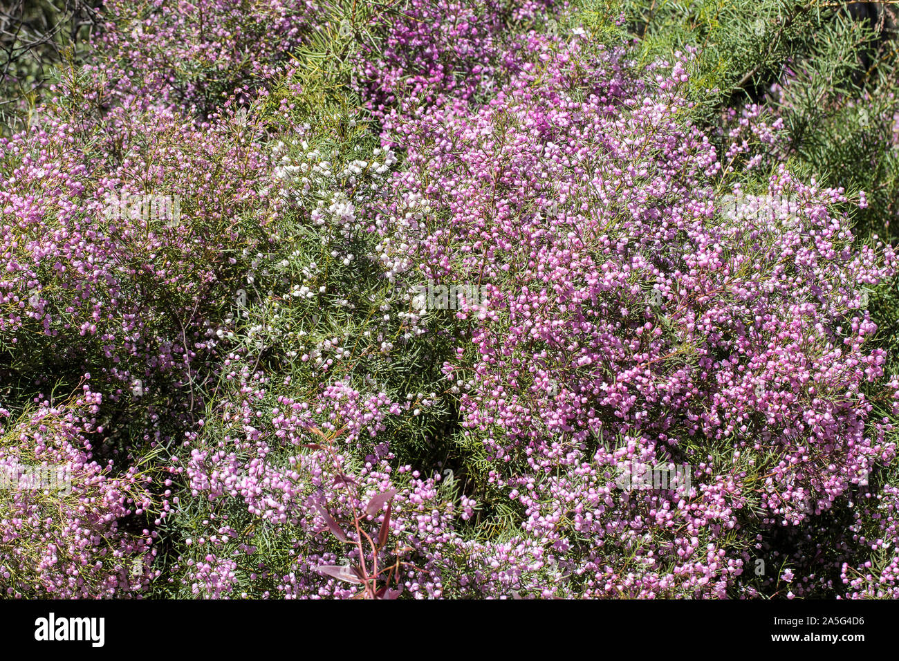 Boronia hi-res stock photography and images - Alamy