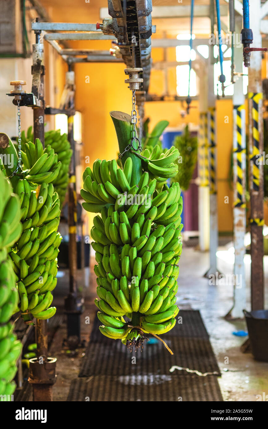 Bunches of banana hanging in Banana packaging plant. Food industry ...
