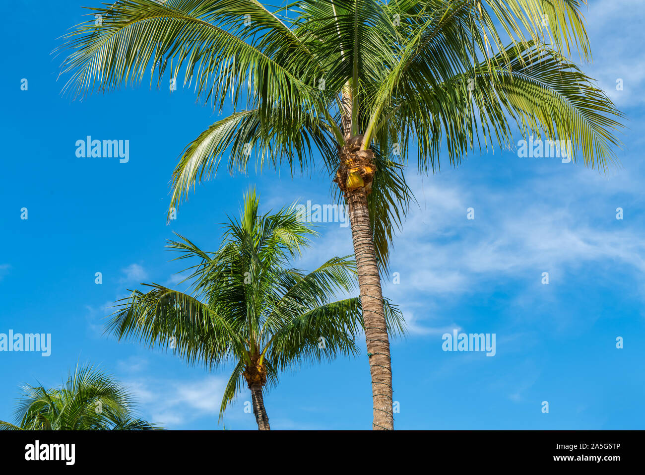 Naples Fl Palm Trees High Resolution Stock Photography and Images - Alamy